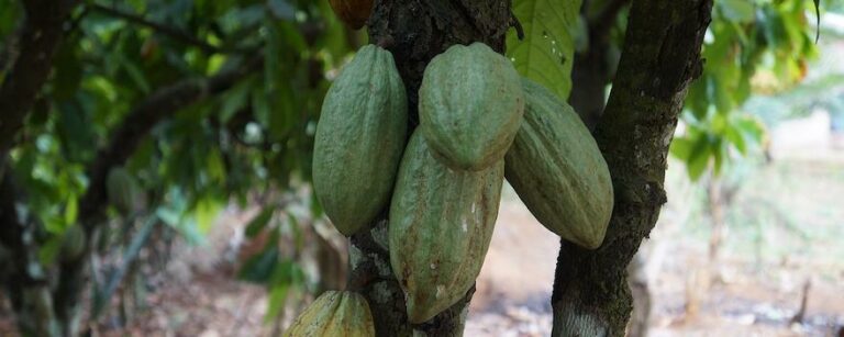 Cacao : Bienfaits, Posologie, Effets secondaires
