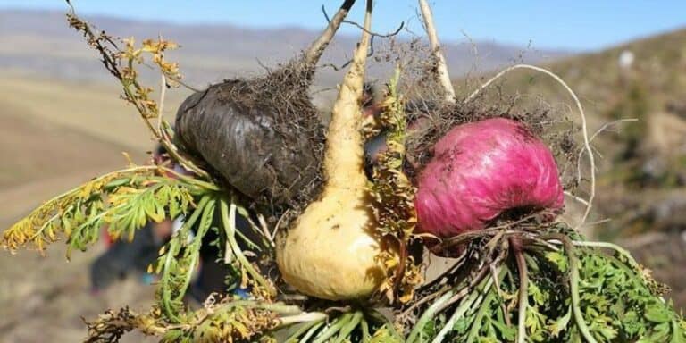 Quali differenze tra la maca rossa, la maca nera e la maca gialla?