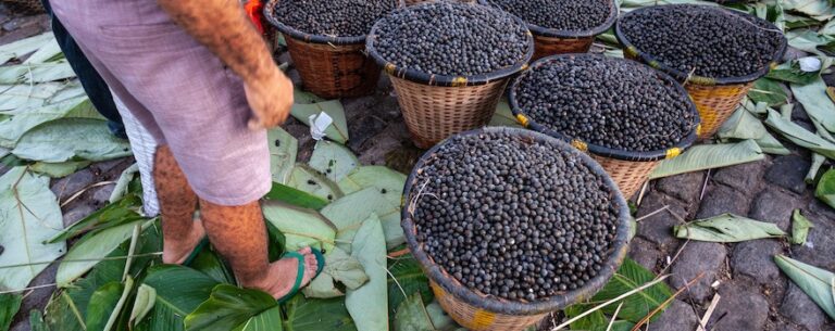 Açai, the antioxidant berries: Benefits, Dosage, Side effects