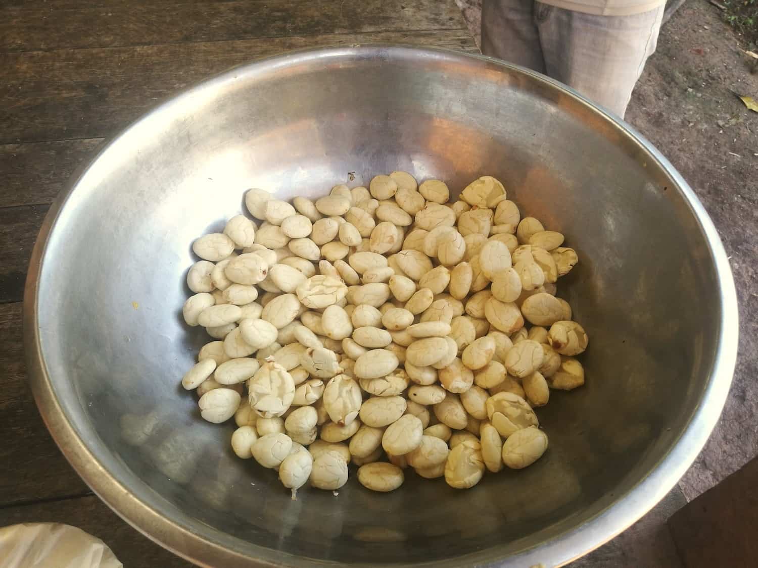 Le jour où on a récolté du cacao en Amazonie