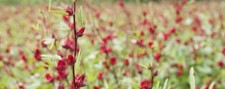 Bissap (or hibiscus), the African nectar