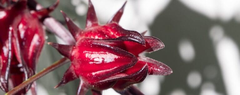 Bissap (or hibiscus), the African nectar