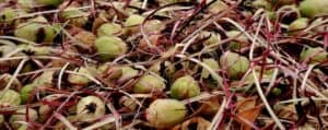 Bissap (or hibiscus), the African nectar